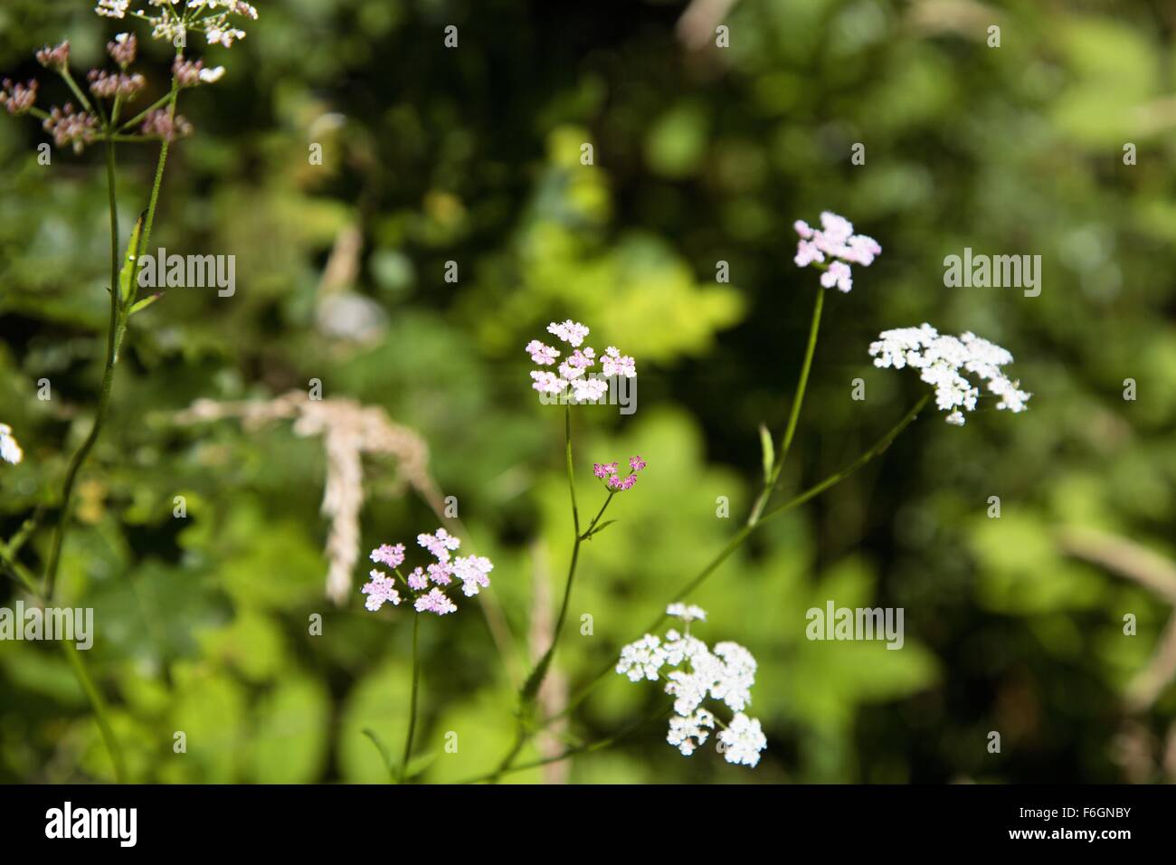 Wild Flowers in Wales Stock Photo - Alamy