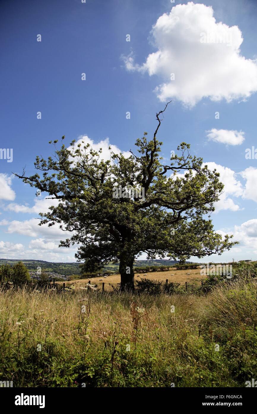 Natural moments photography tree hi-res stock photography and images ...