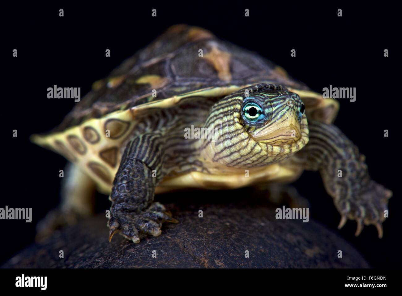 Chinese stripe-necked turtle (Mauremys sinensis Stock Photo - Alamy