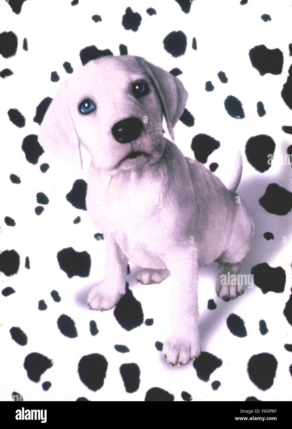 102 dalmations 2000 hi-res stock photography and images - Alamy 102 dalmations 2000 hi-res stock photography and images - Alamy
