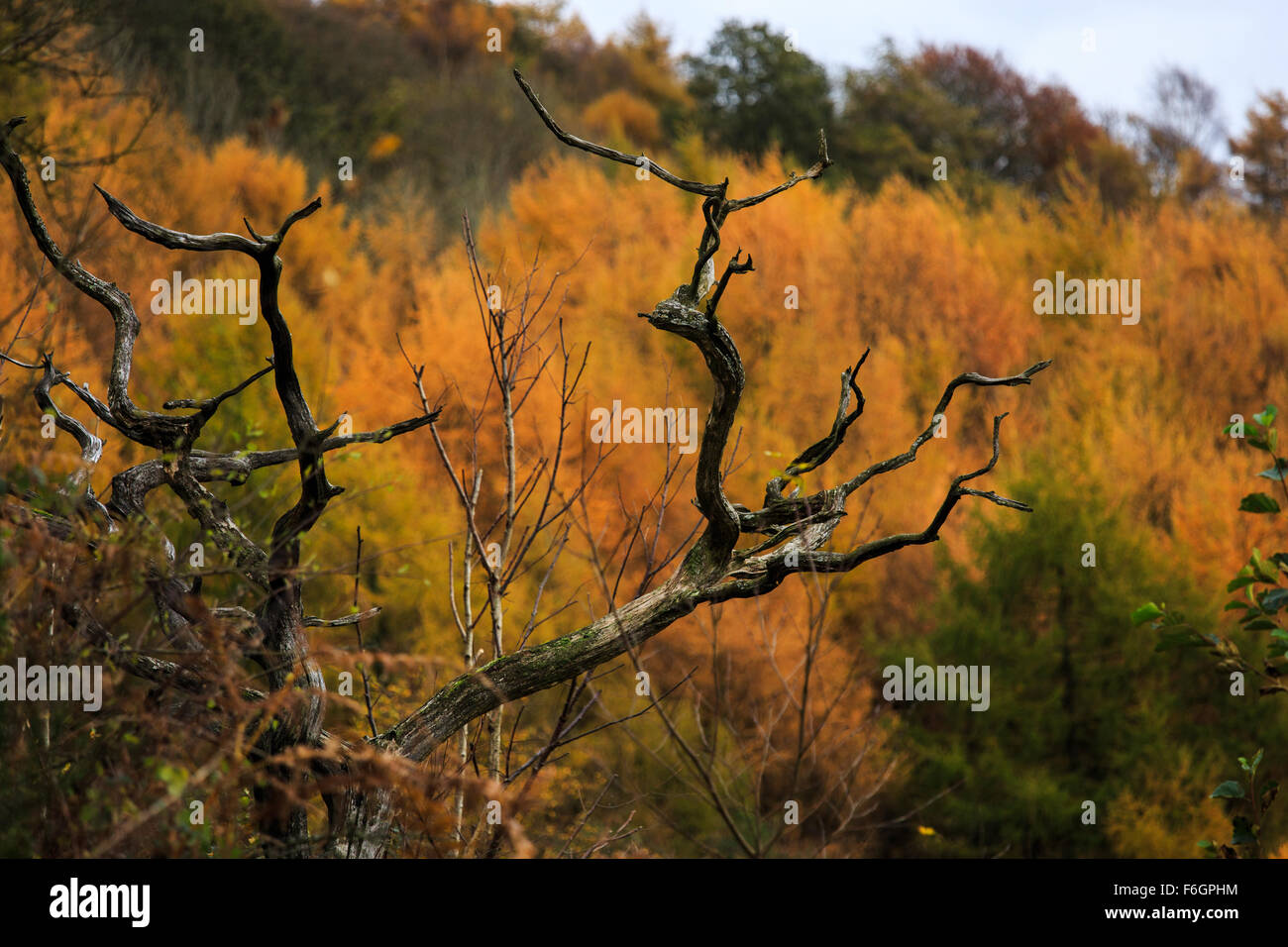 Penallta parc hi-res stock photography and images - Alamy