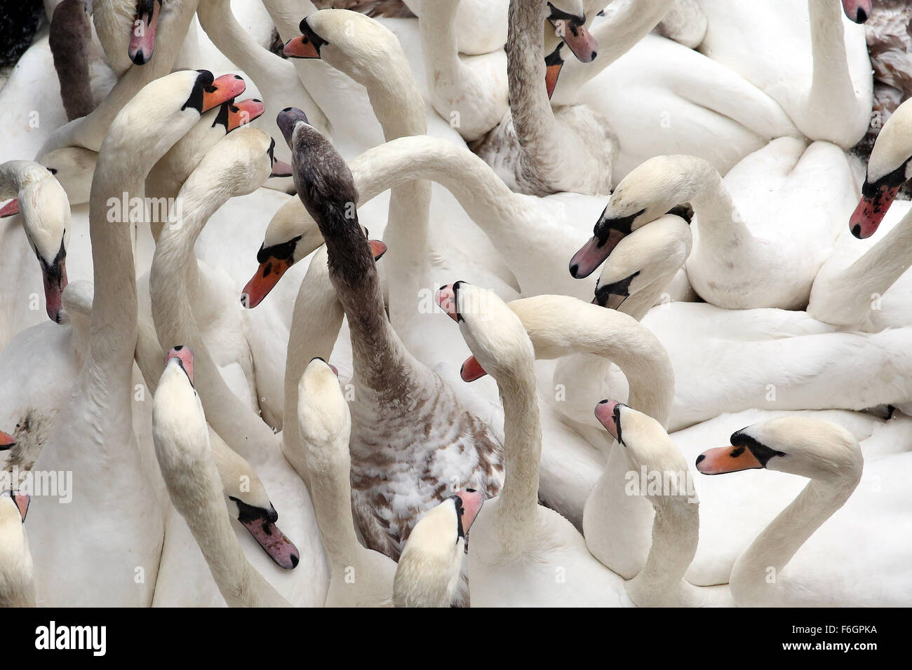 Hamburg, Germany. 17th Nov, 2015. Swans gather on the river Alster near ...