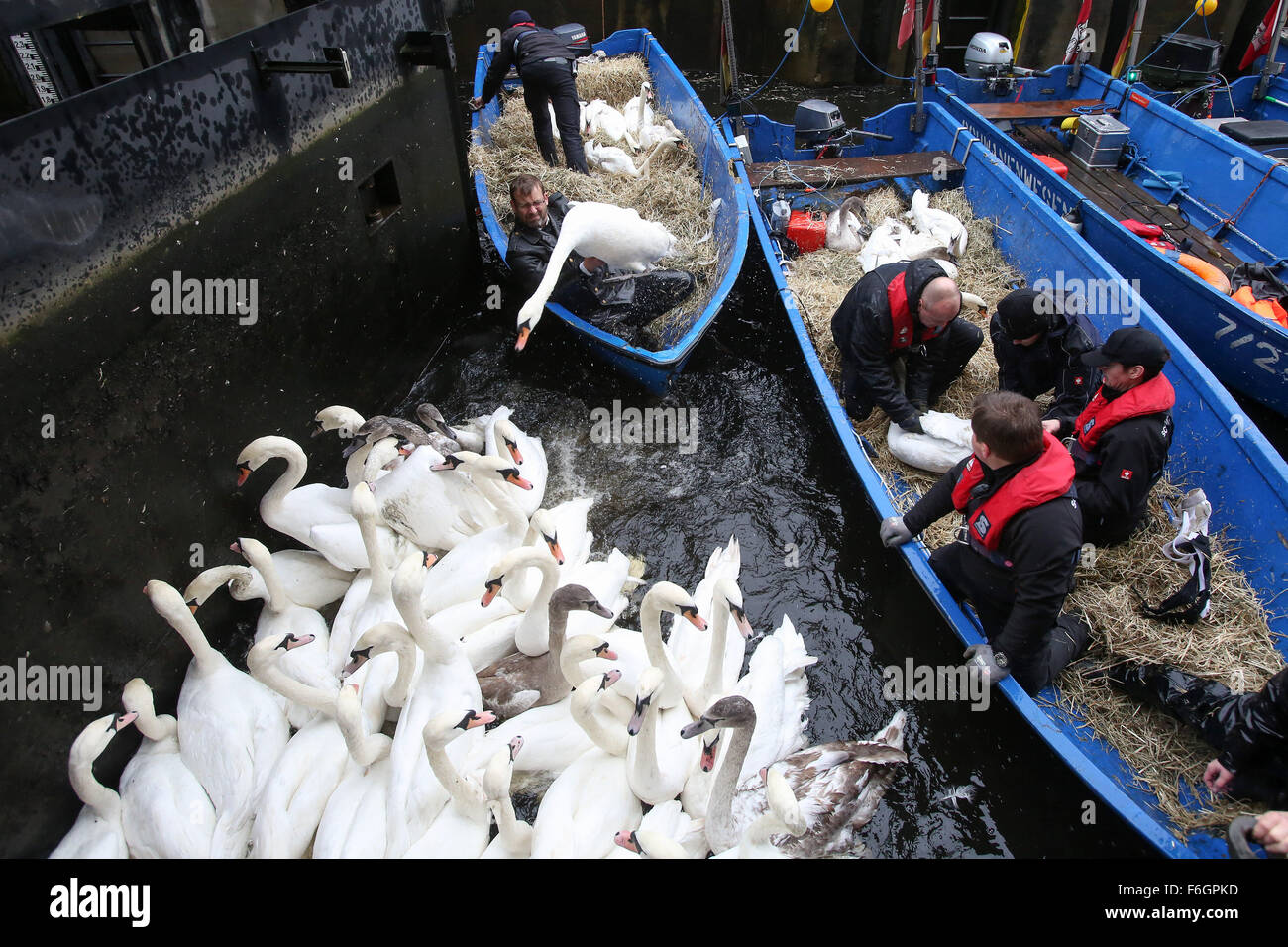 Hamburg, Germany. 17th Nov, 2015. Olaf Niess (L) and his helpers catch ...