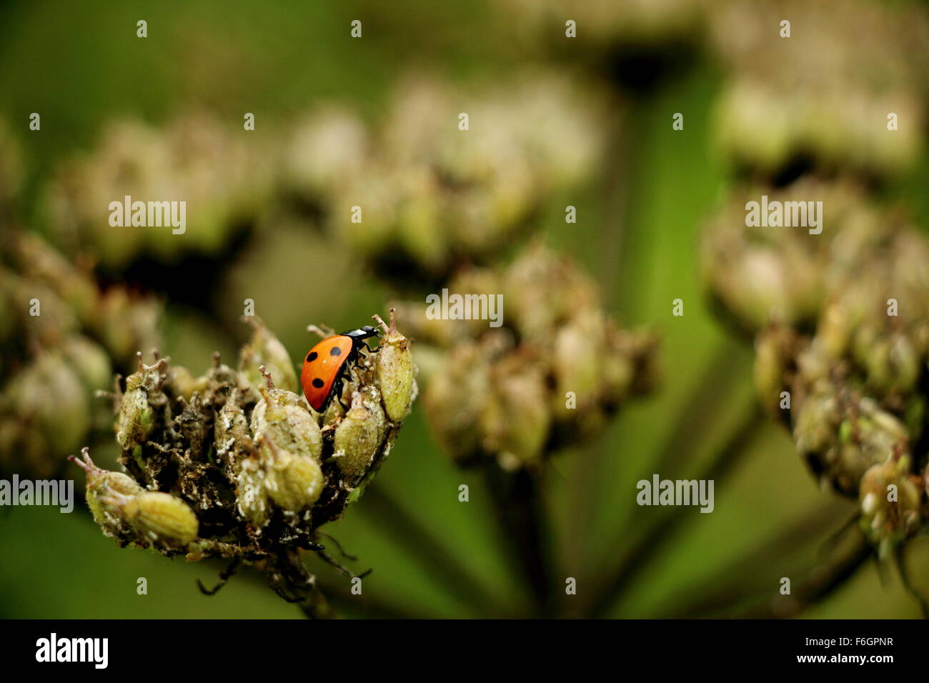 Ladybird on a Flower Stock Photo - Alamy