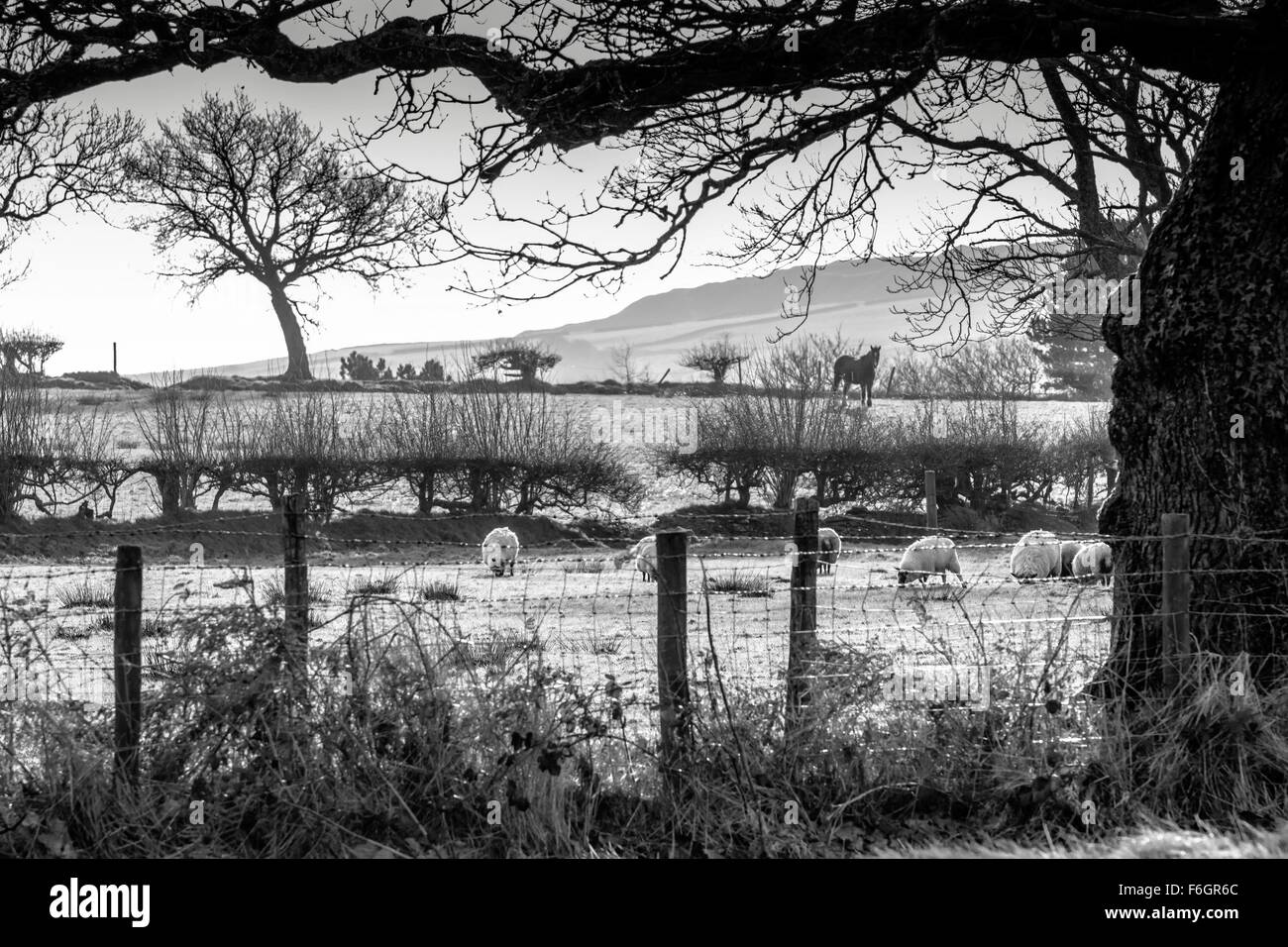 Hengoed hi-res stock photography and images - Alamy