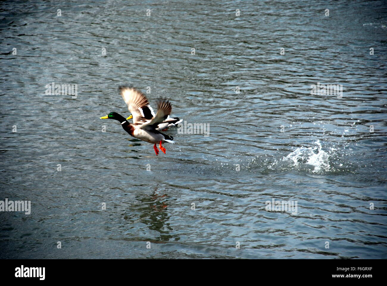 Chicago duck hi-res stock photography and images - Alamy