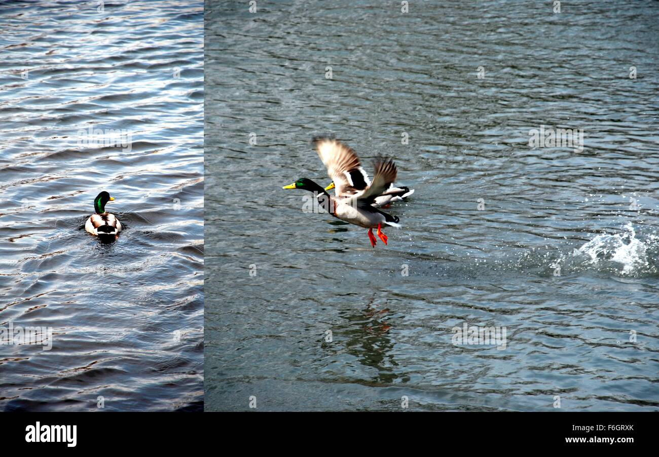 Splash duck pond hi-res stock photography and images - Alamy