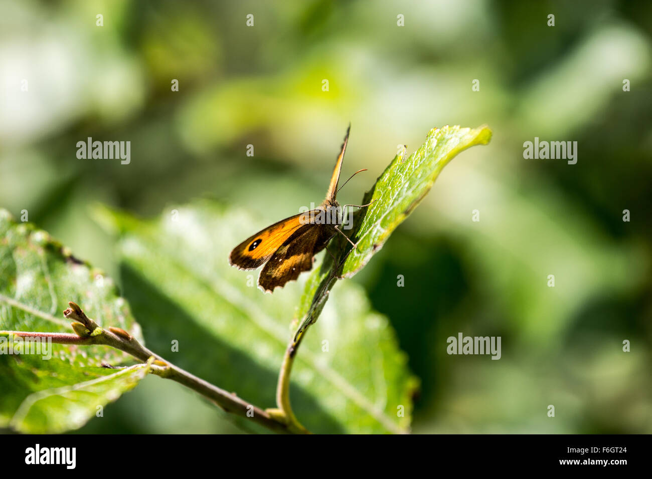 Butterfly shaped leaf hi-res stock photography and images - Alamy