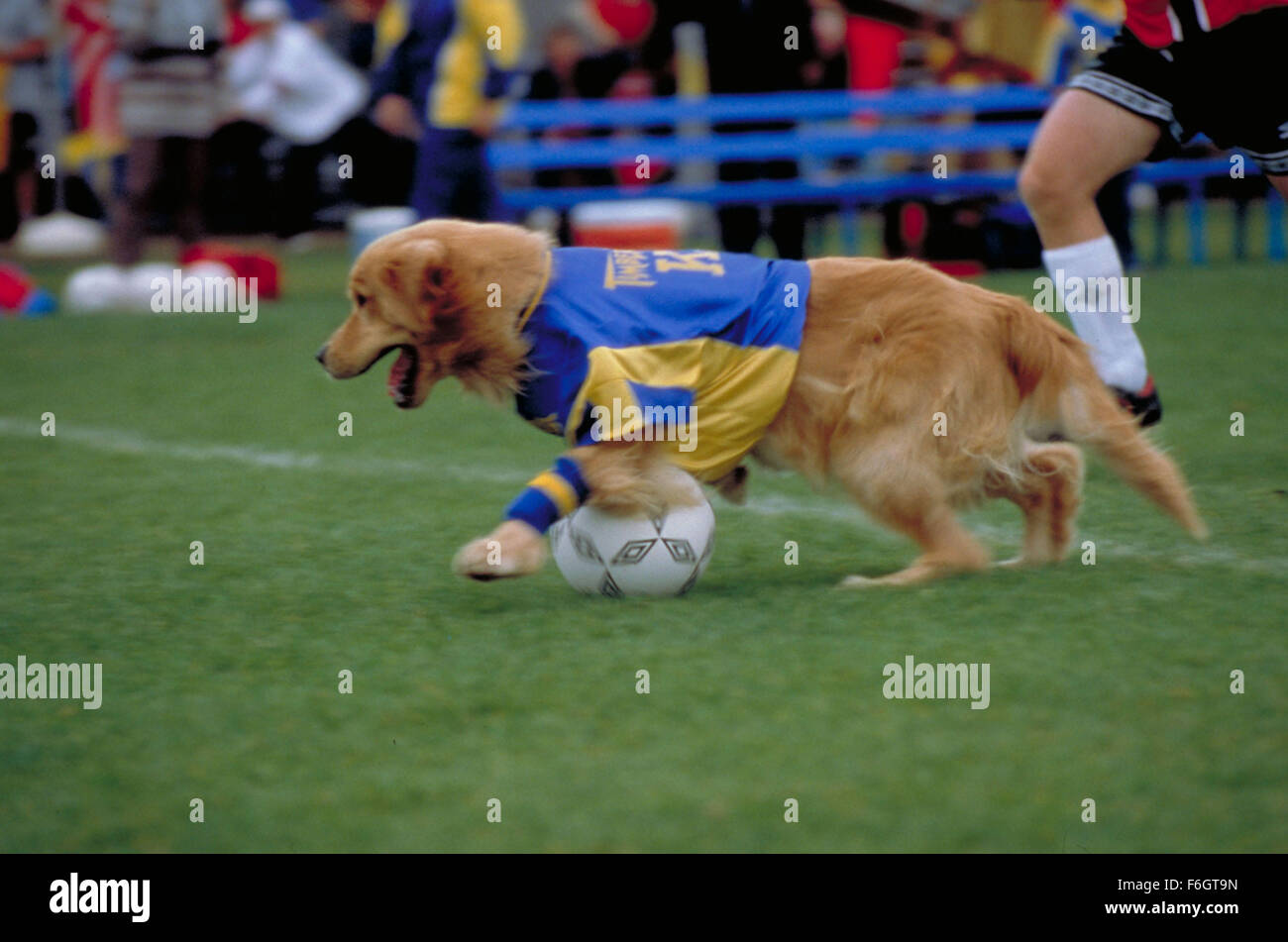 Dog kevin zegers air bud hi-res stock photography and images - Alamy