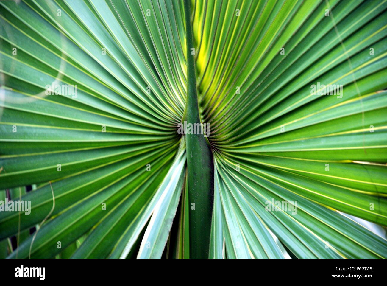 Tropical fan hi-res stock photography and images - Alamy