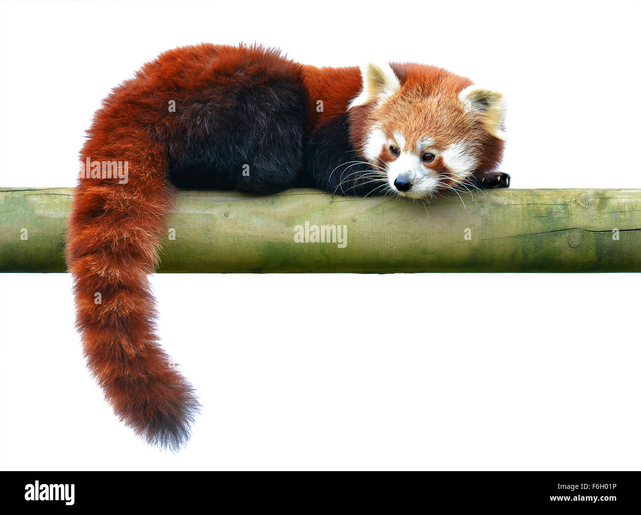 Red panda on a white background , could be used as a logo. room for ...