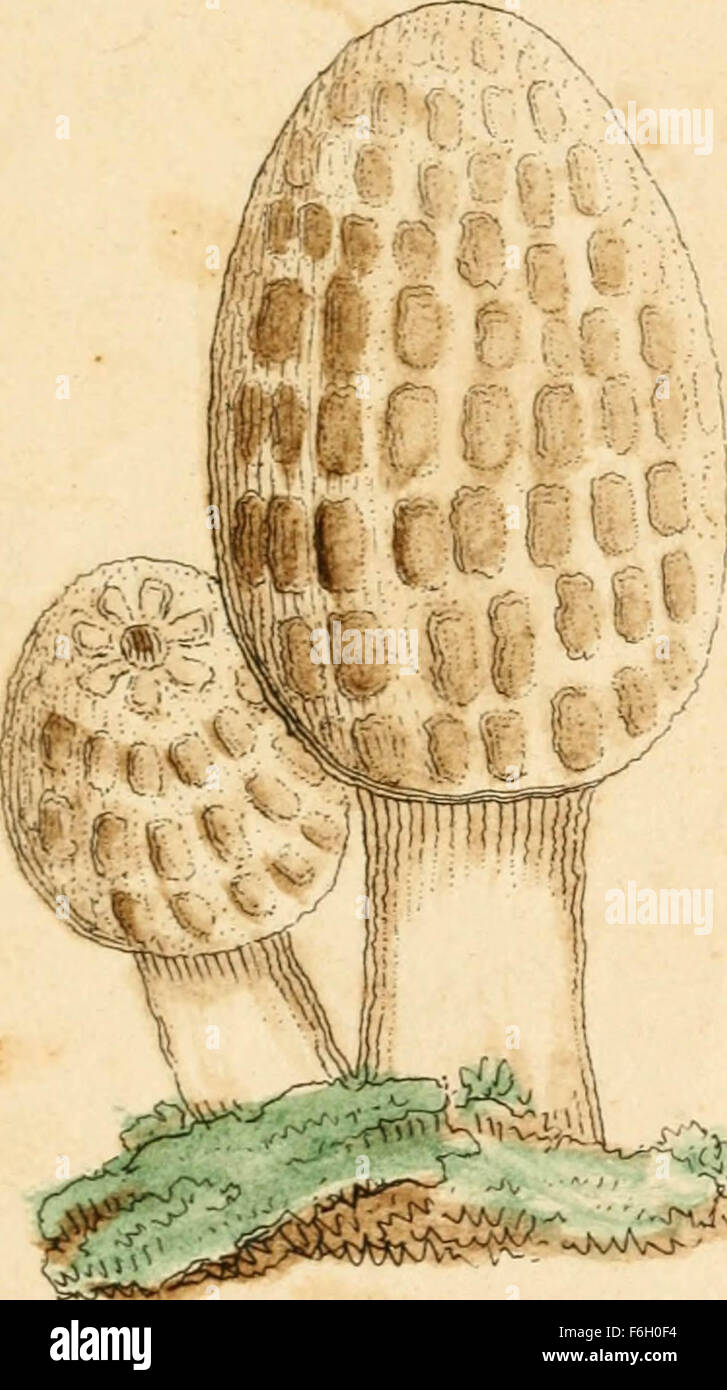 Elements of the science of botany, as established by Linnaeus; with ...