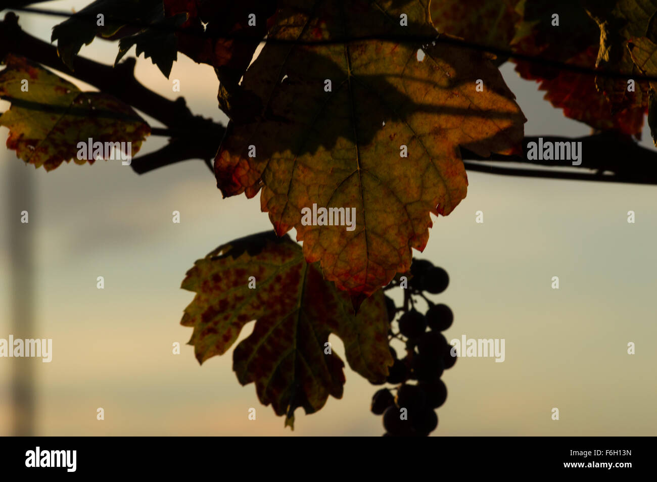 Basilicata vineyard hi-res stock photography and images - Alamy