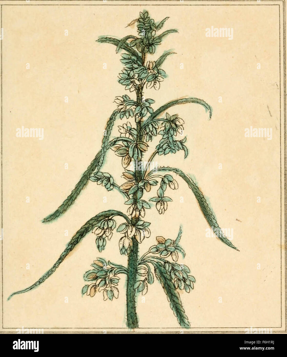 Elements of the science of botany, as established by Linnaeus; with ...