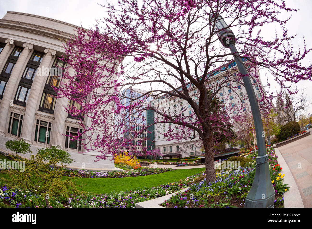 Church of Jesus Christ, tree and lantern, USA Stock Photo - Alamy