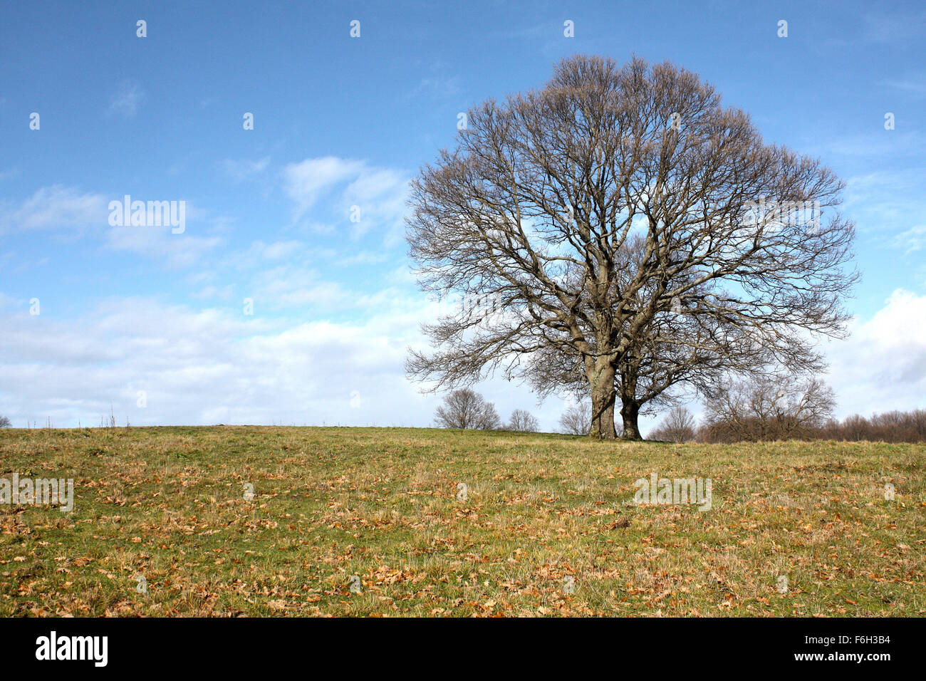 Solitary plants hi-res stock photography and images - Alamy