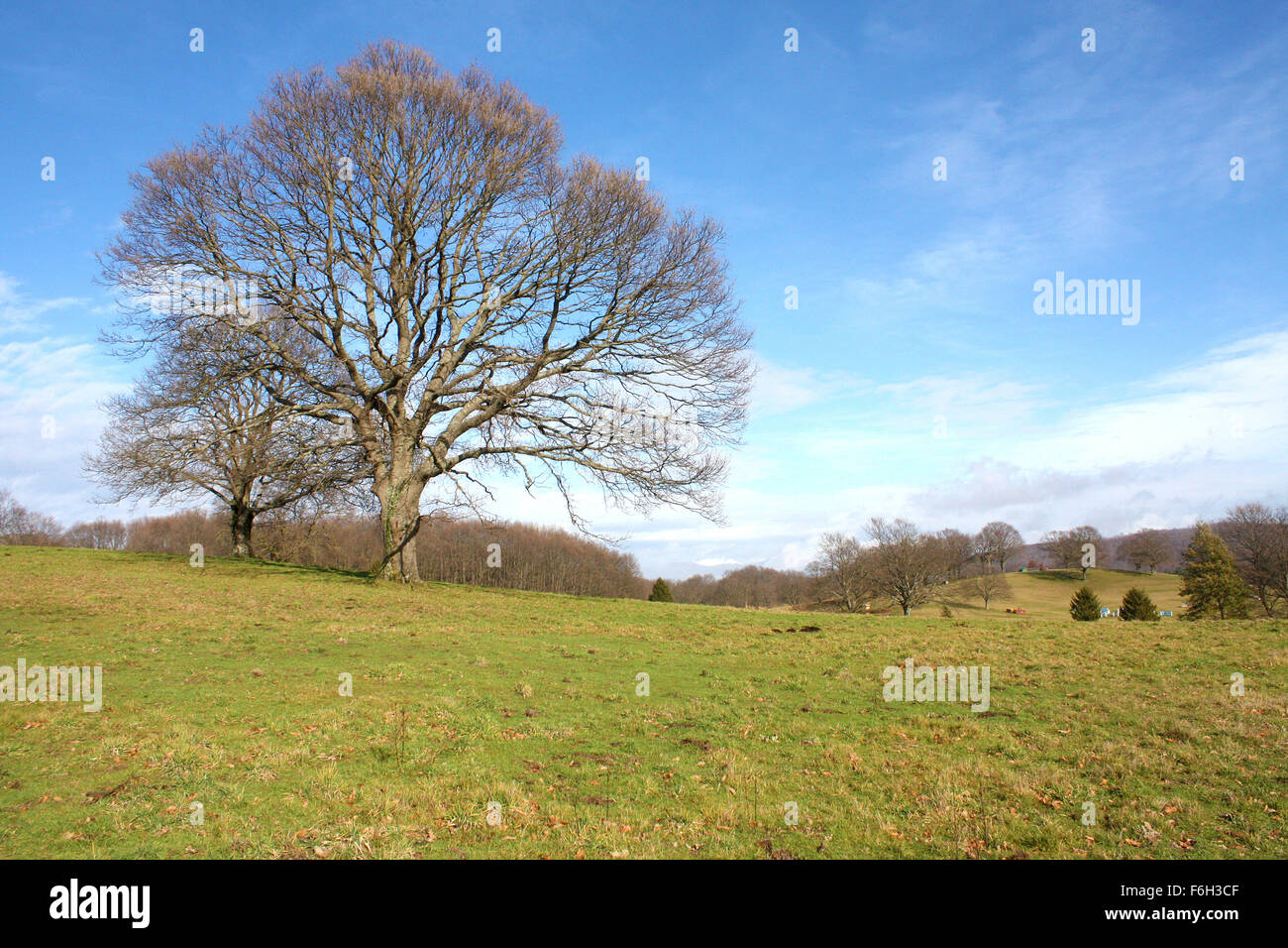 Tree solitary hi-res stock photography and images - Alamy