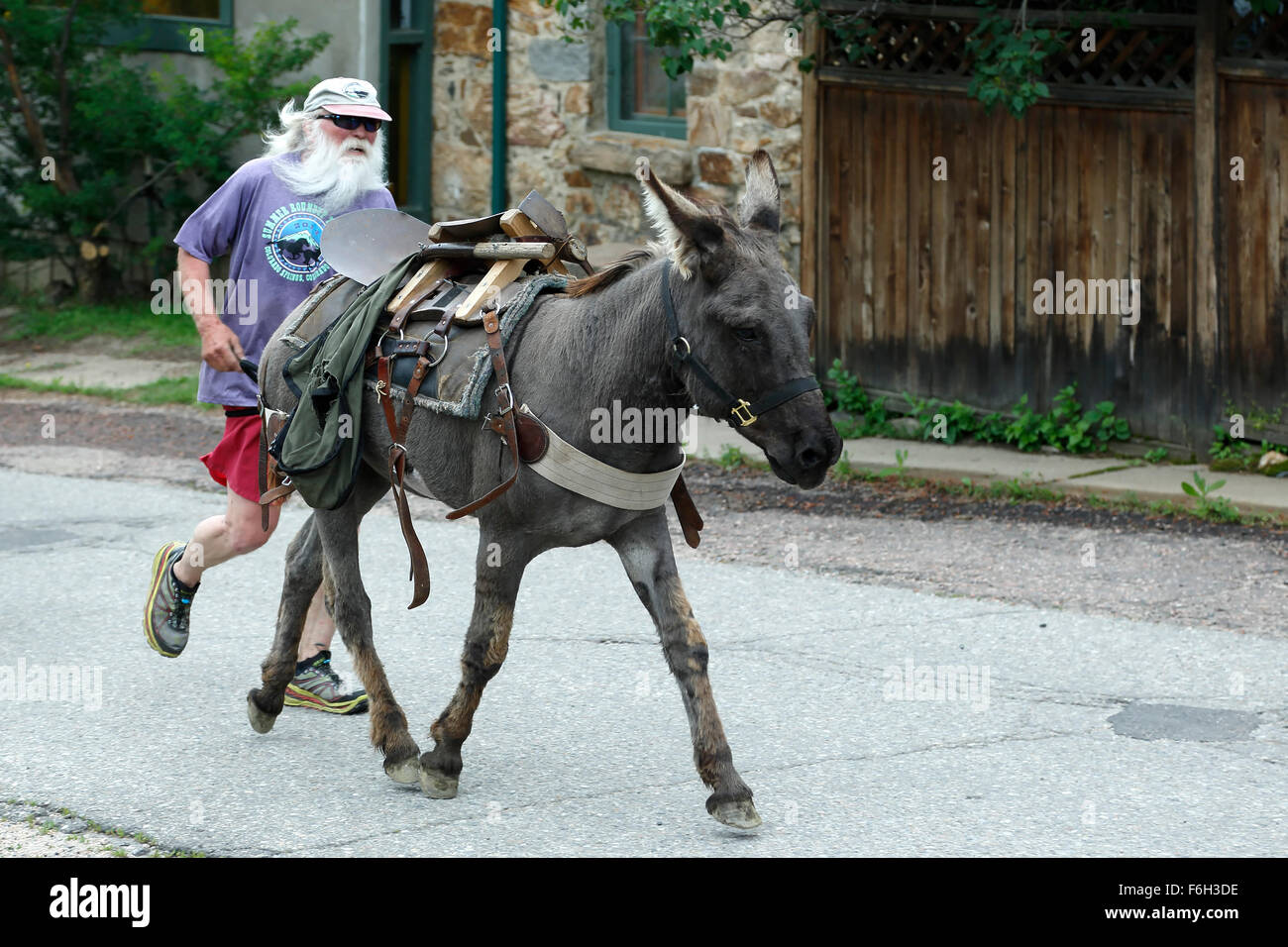 Runner and pack burros, Idaho Springs Tommyknockers Mining Days ...