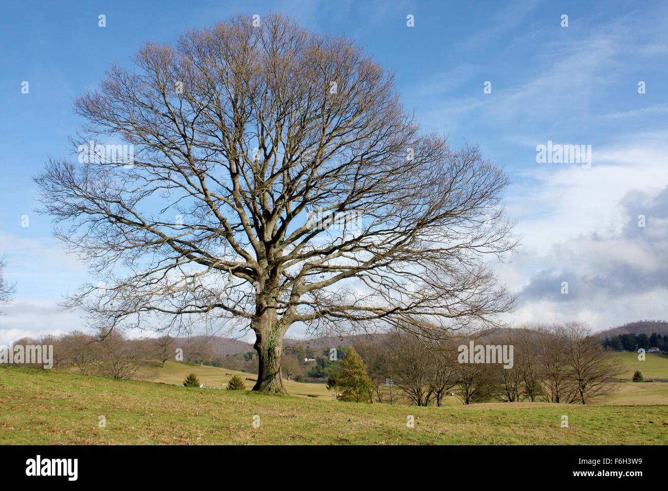Big Solitary Tree Stock Photo - Alamy