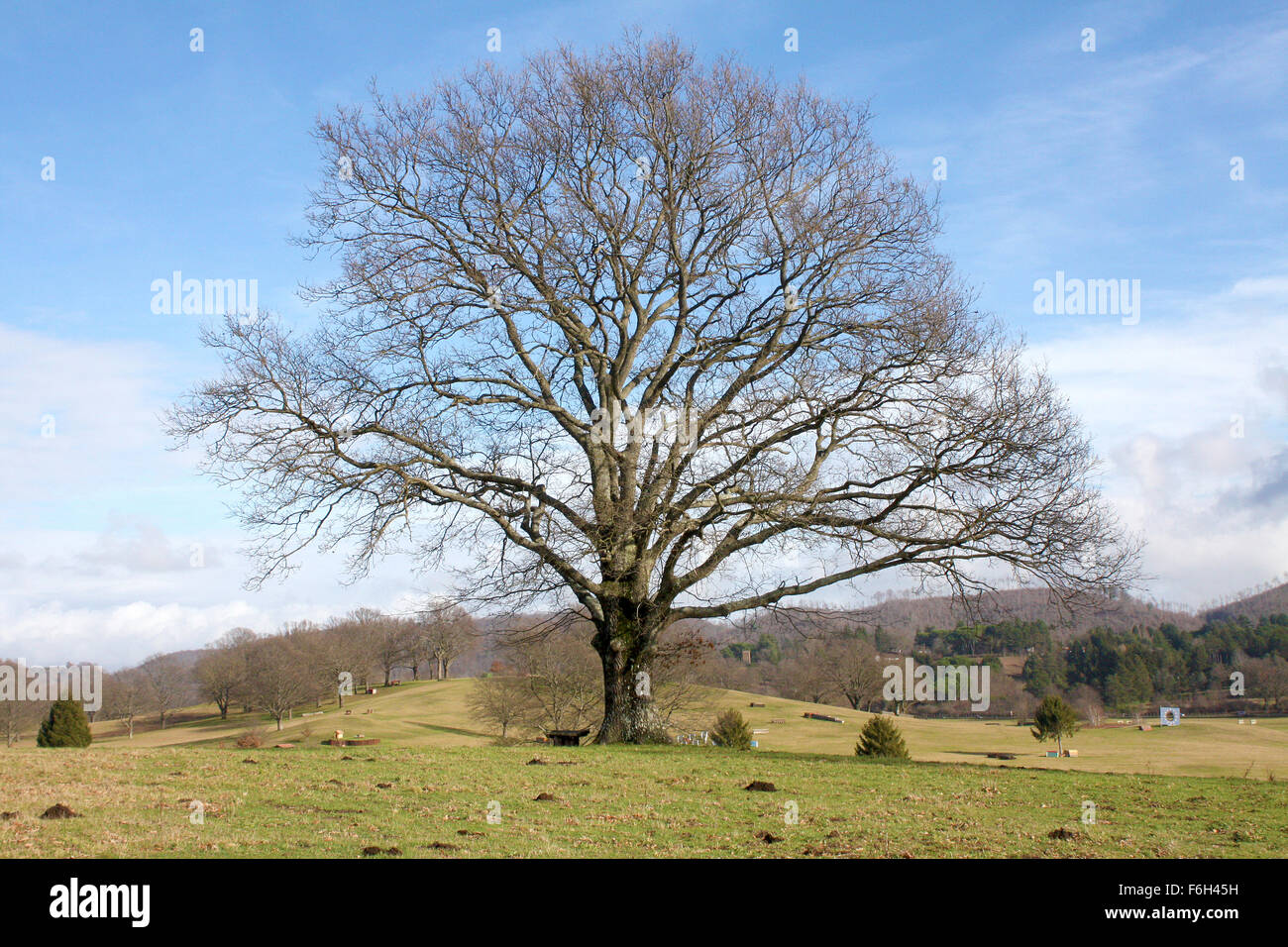 Big Solitary Tree Stock Photo - Alamy