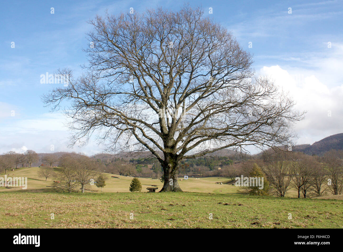 Big Solitary Tree Stock Photo - Alamy