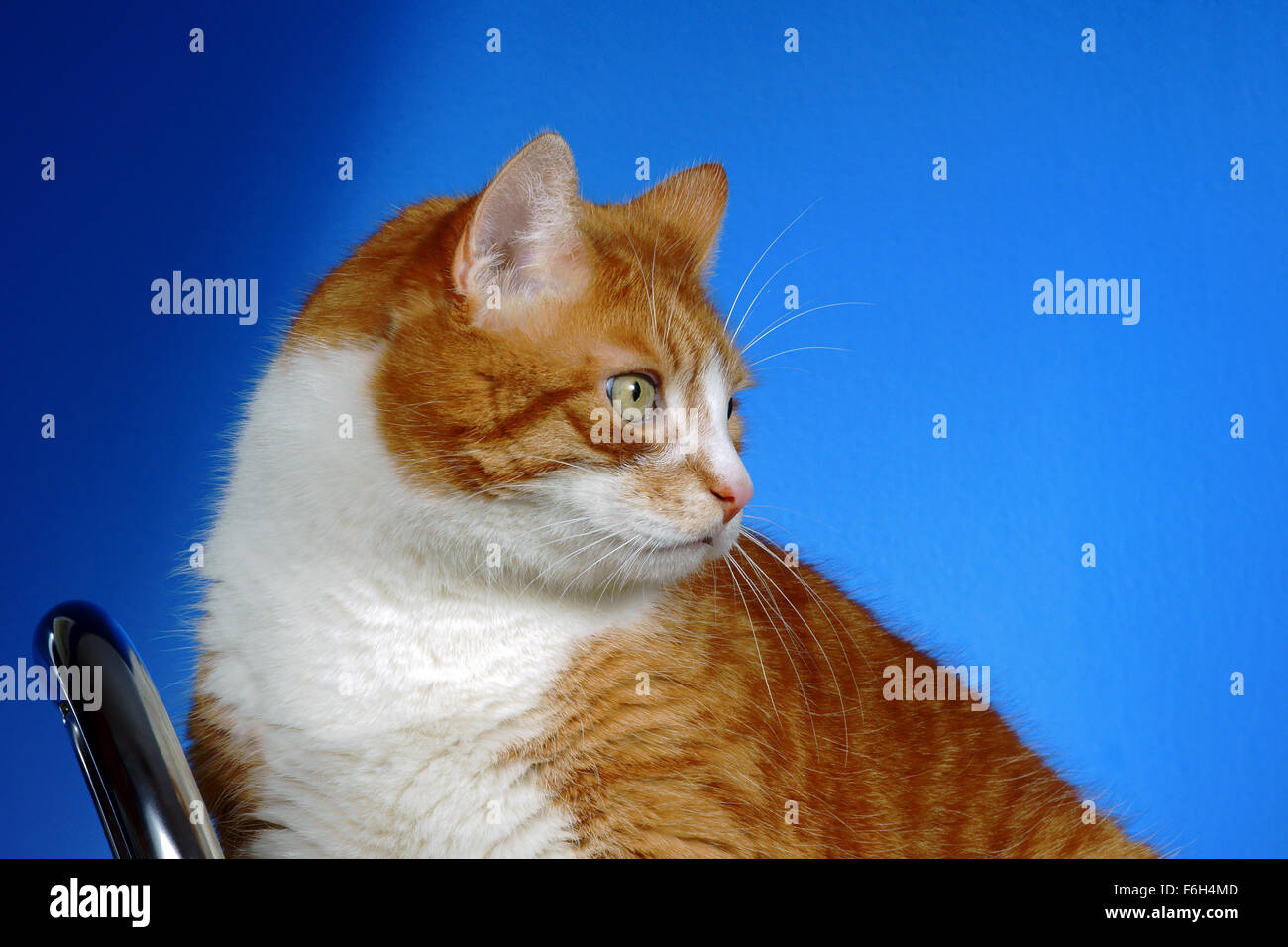 portrait of ginger European cat, Poland Stock Photo - Alamy