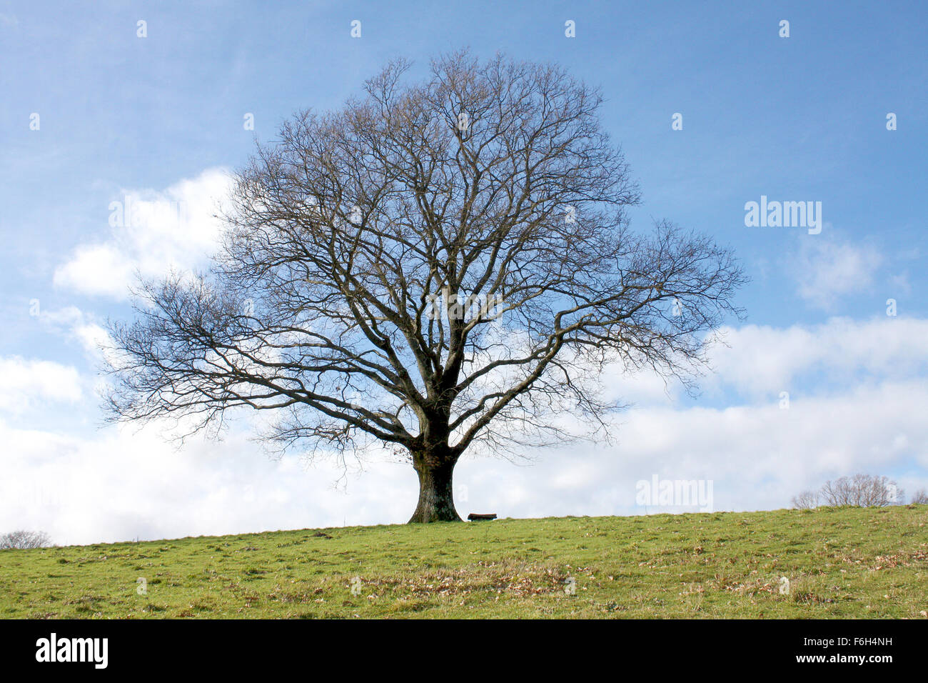 Big tree country hi-res stock photography and images - Alamy