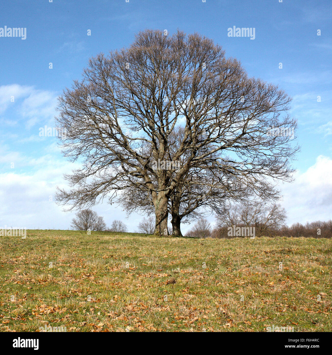 Tree solitary hi-res stock photography and images - Alamy