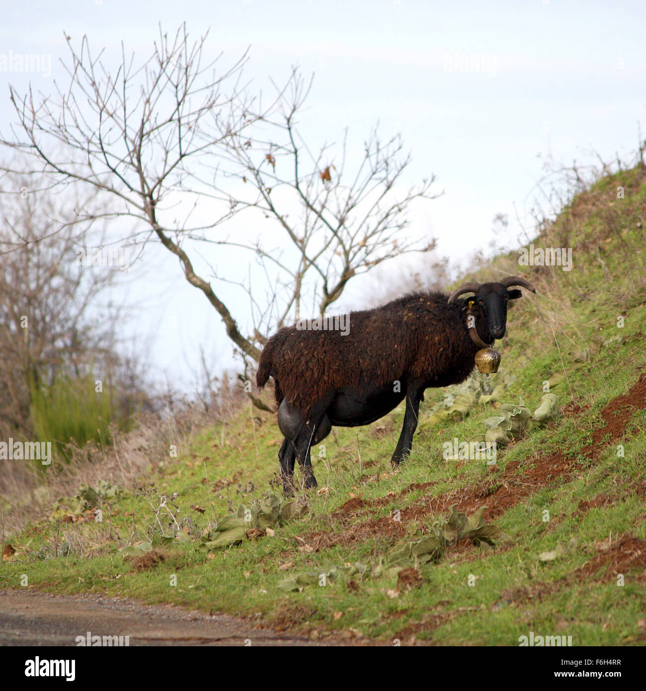 A free goat in the country Stock Photo - Alamy
