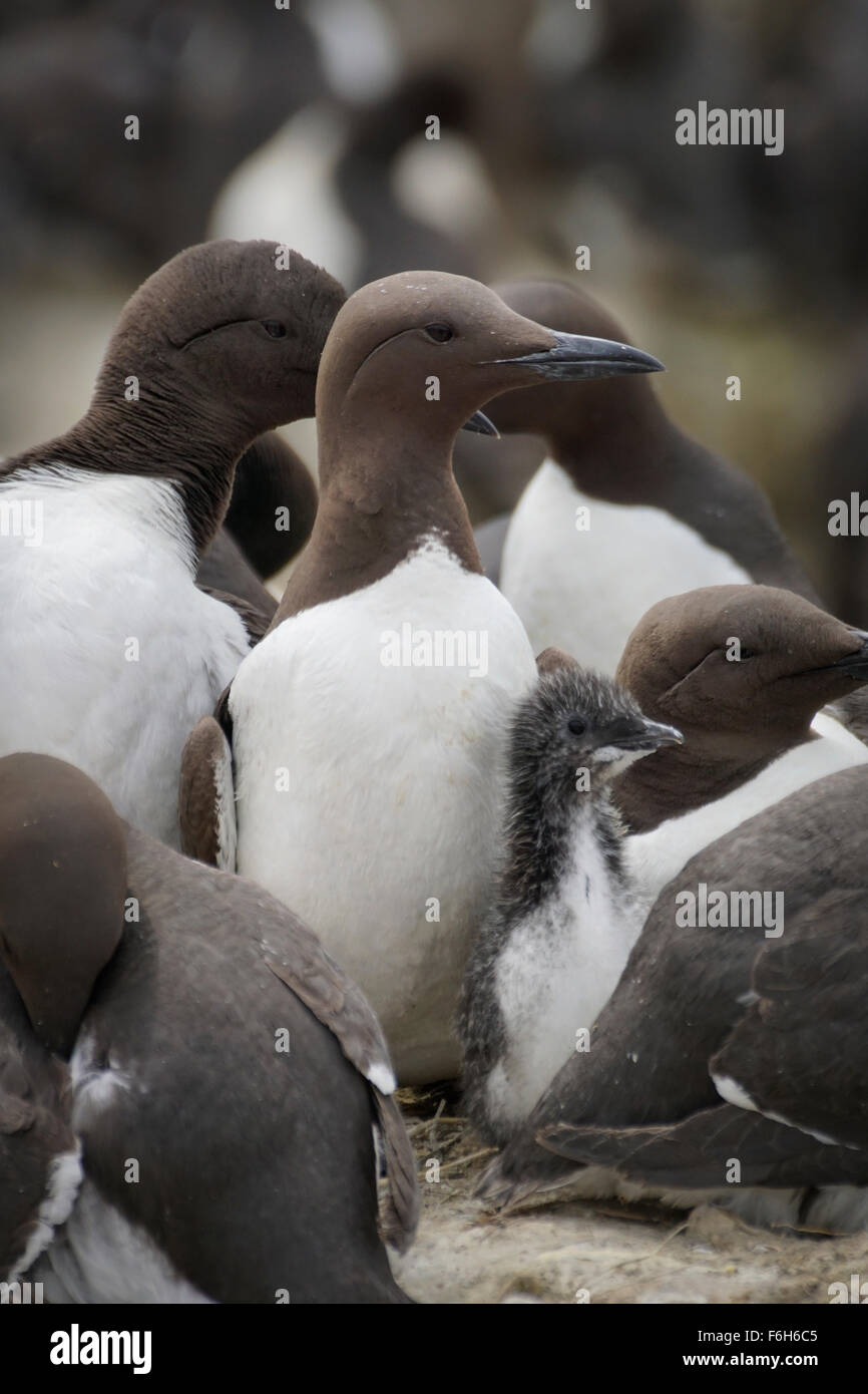 Guillemot eggs nest hi-res stock photography and images - Alamy