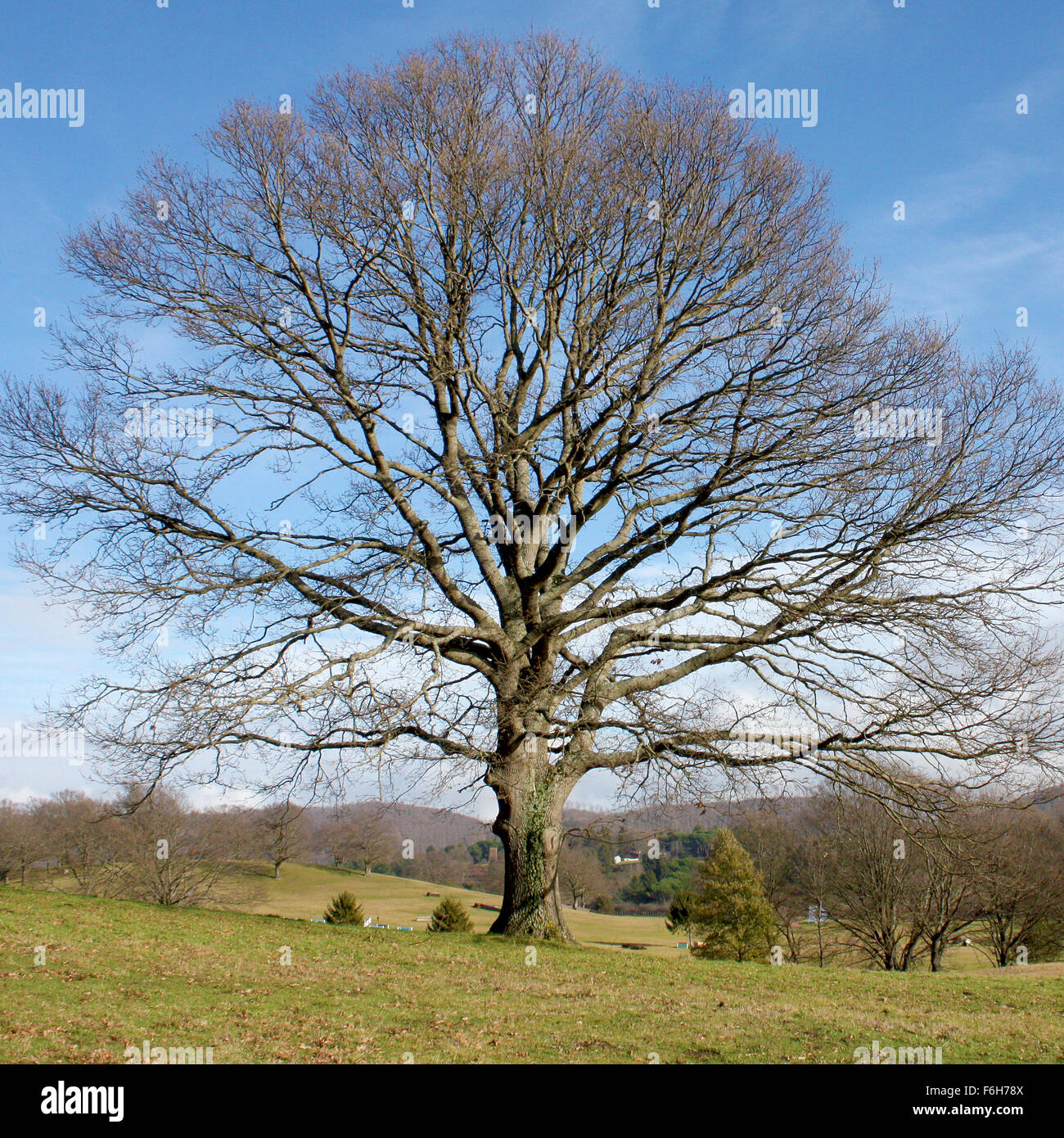 Big Solitary Tree Stock Photo - Alamy