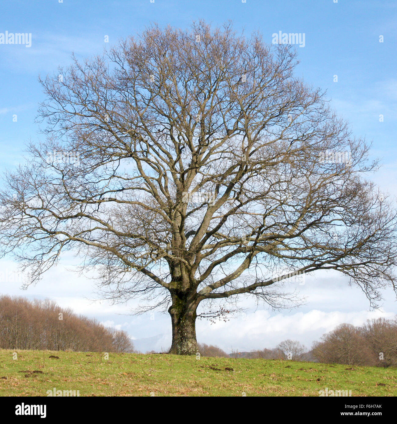 Big Solitary Tree Stock Photo - Alamy