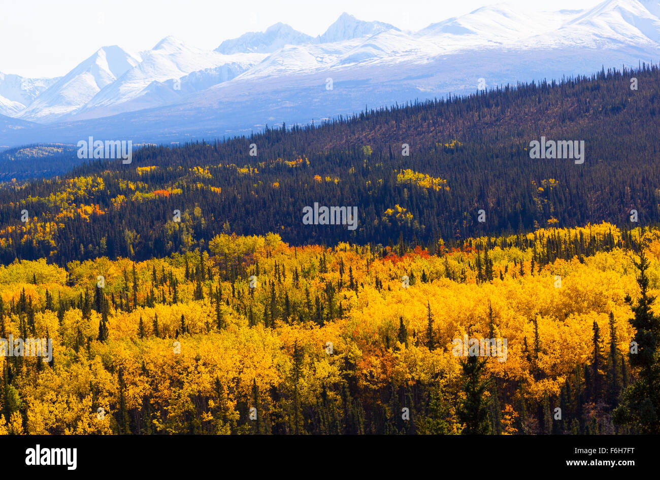 Fall foliage in Denali National Park with mountain in background ...