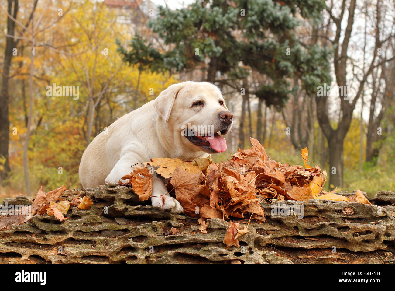 a nice yellow labrador in the park in autumn Stock Photo - Alamy