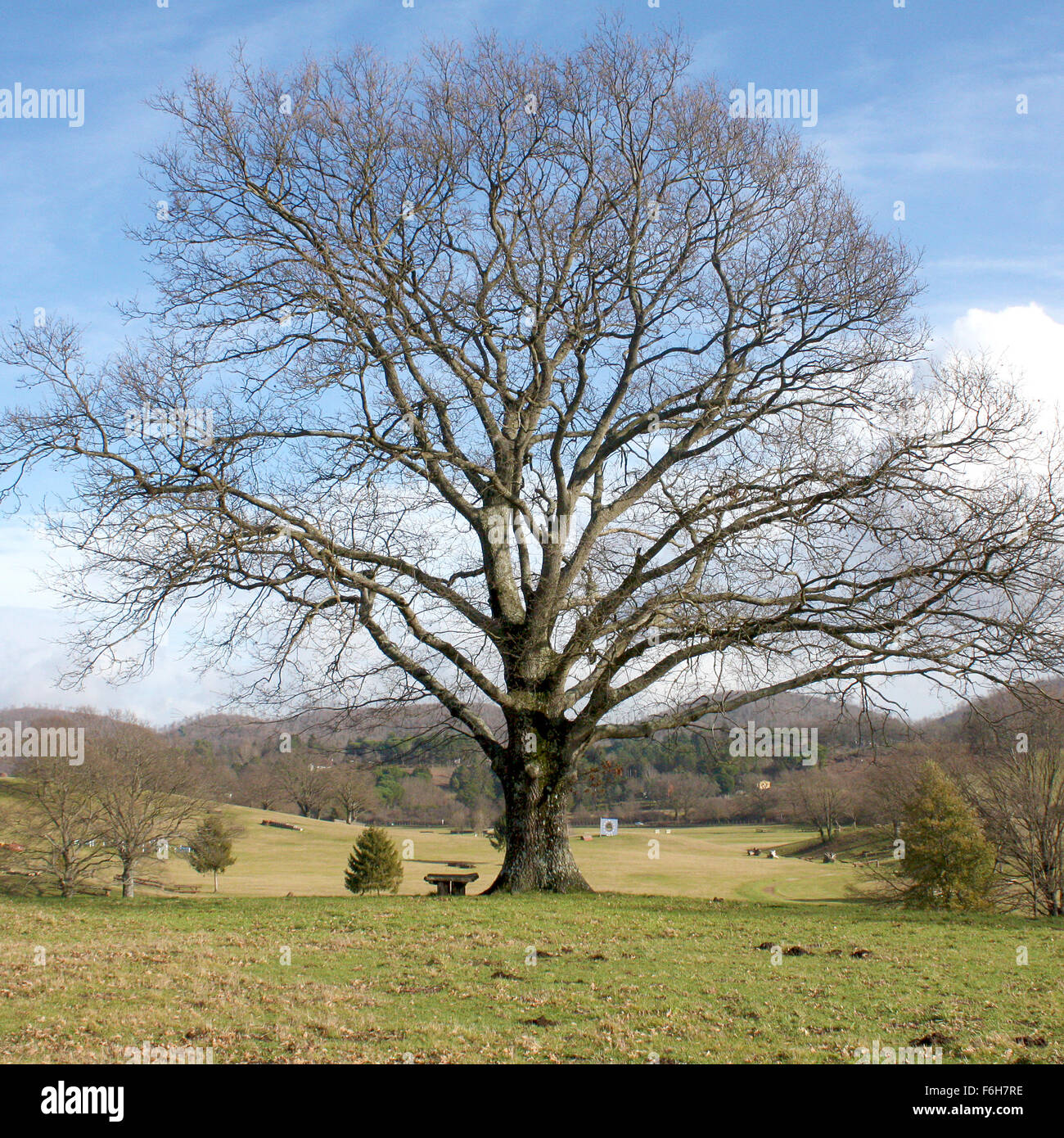 Big Solitary Tree Stock Photo - Alamy