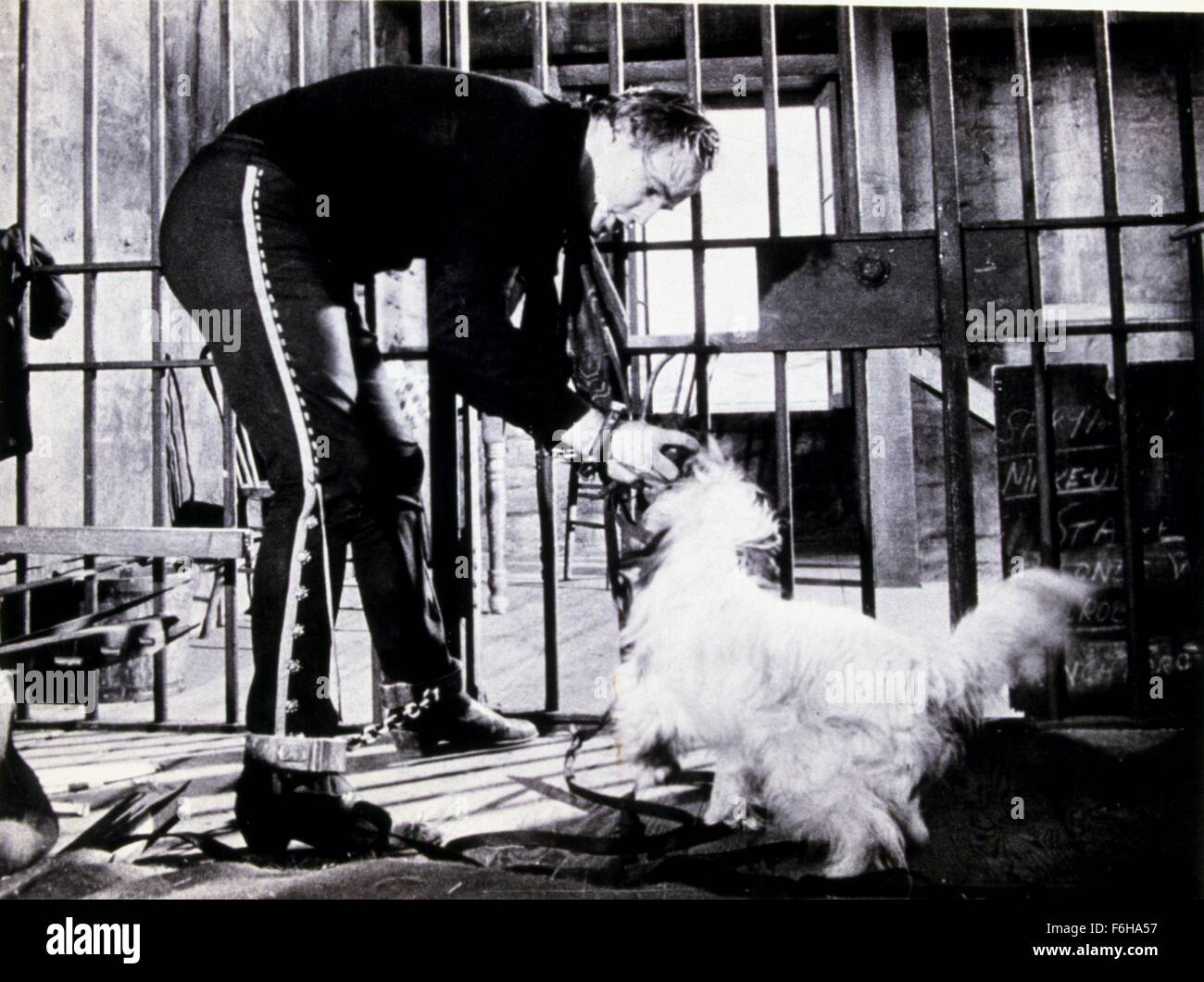 Dog in jail hi-res stock photography and images - Alamy