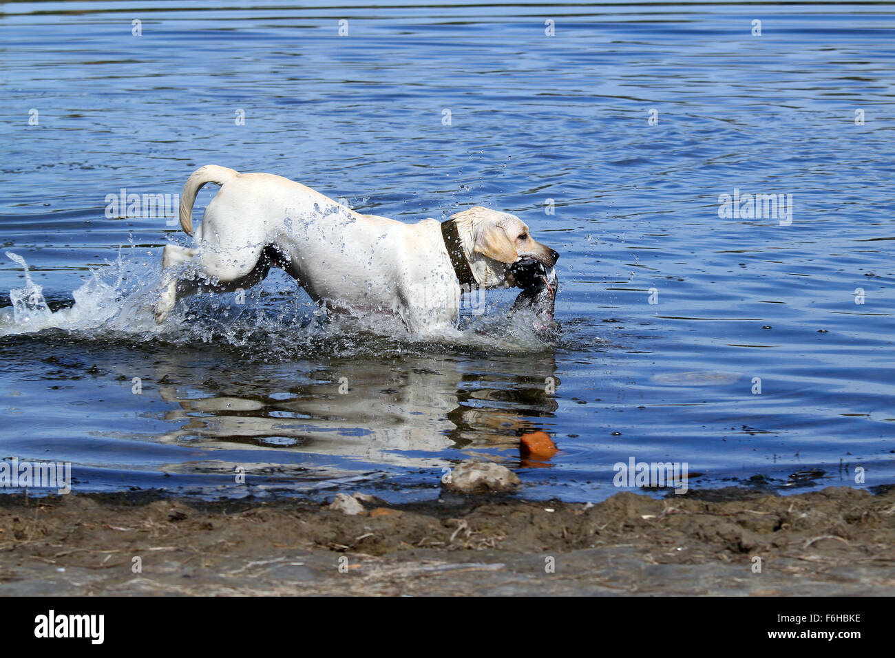 Black lab jumping into water hi-res stock photography and images - Alamy