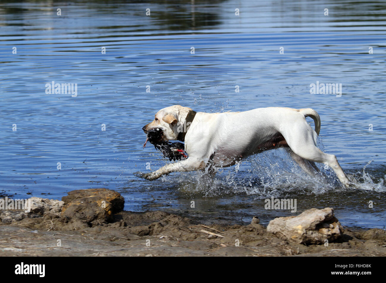 Yellow lab retrieving duck hi-res stock photography and images - Alamy