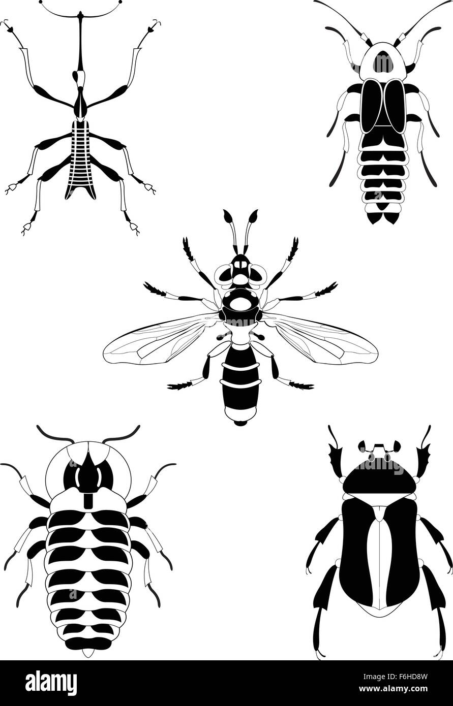 Decor insect illustration collection for design Stock Vector Image ...