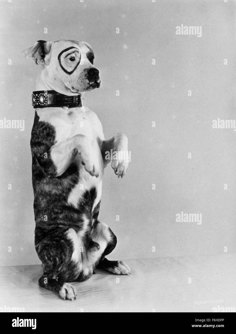 Gang dog hi-res stock photography and images - Alamy