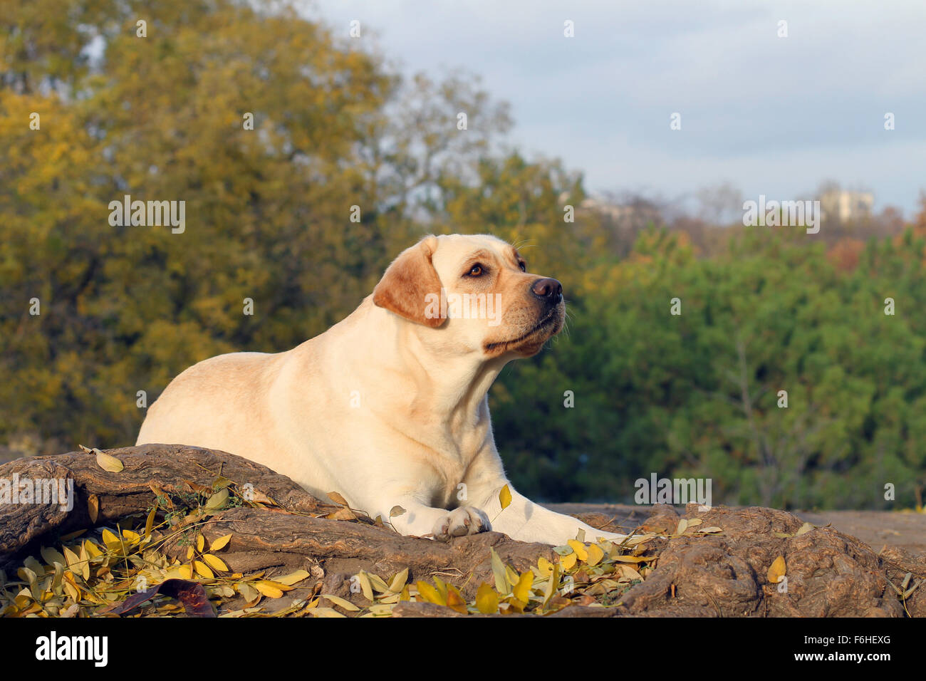 Yellow Labrador Retriever Retrieving Duck High Resolution Stock ...