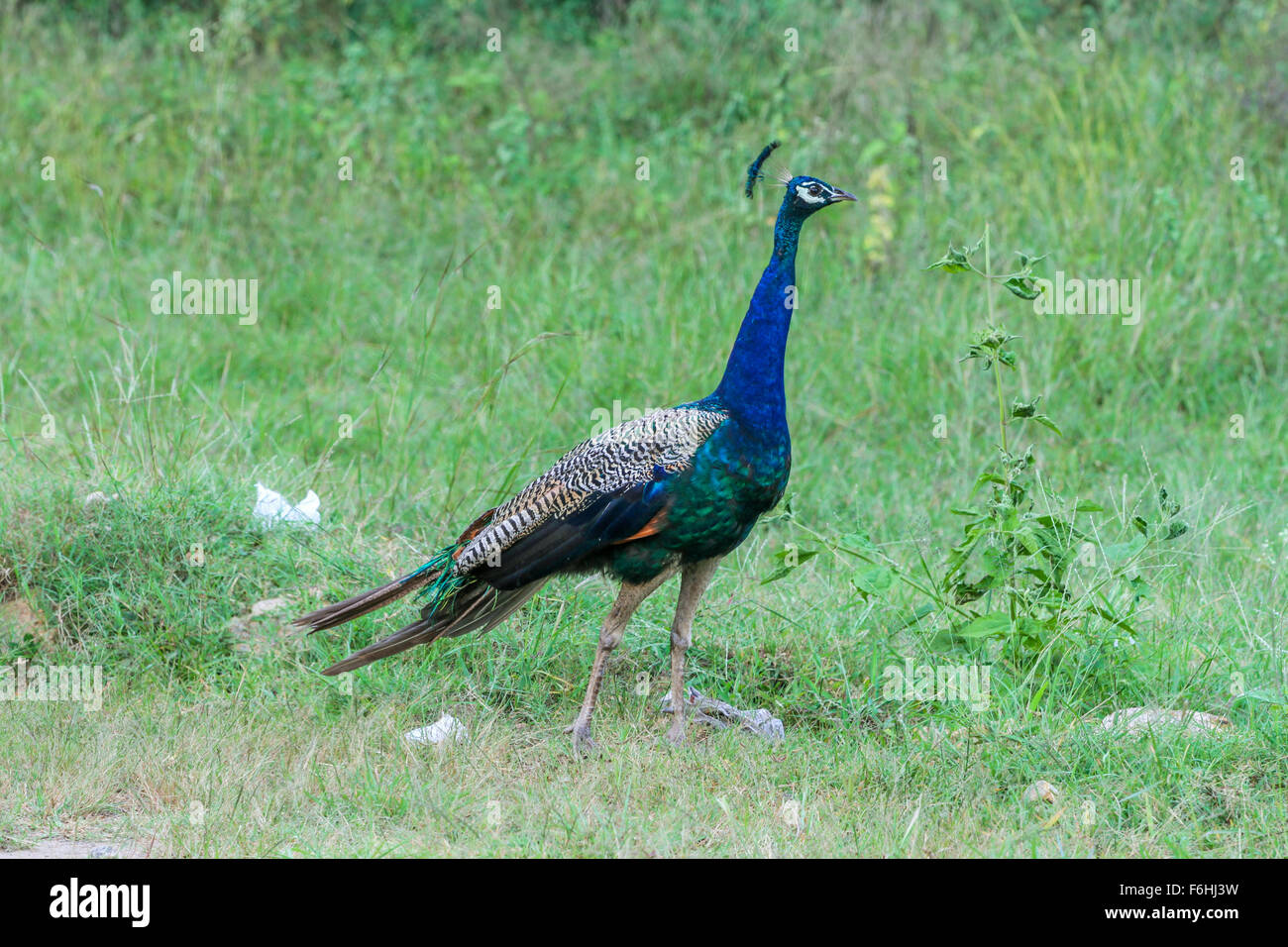 Peafowl habitat hi-res stock photography and images - Alamy