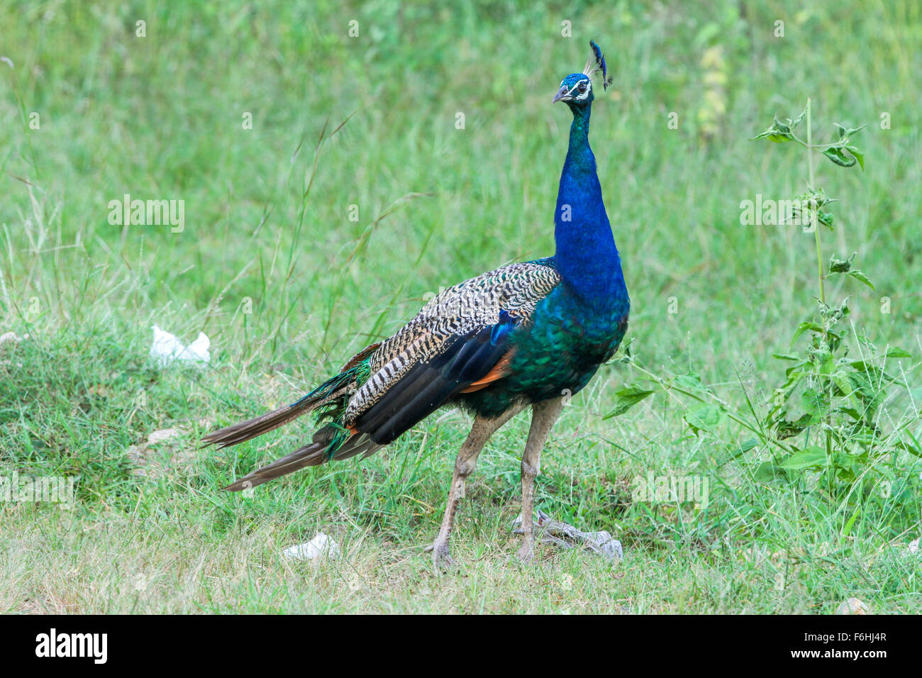 Peafowl habitat hi-res stock photography and images - Alamy