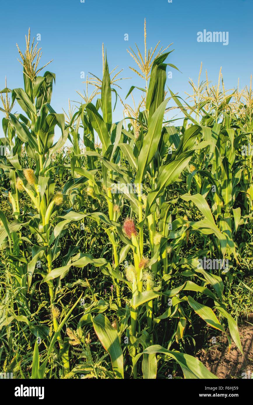 Field of corn Stock Photo - Alamy