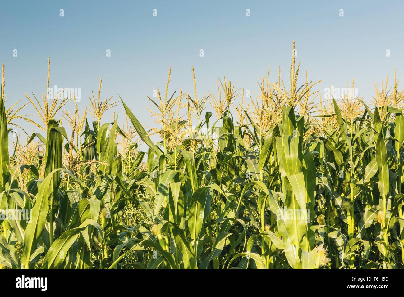 Field of corn Stock Photo - Alamy