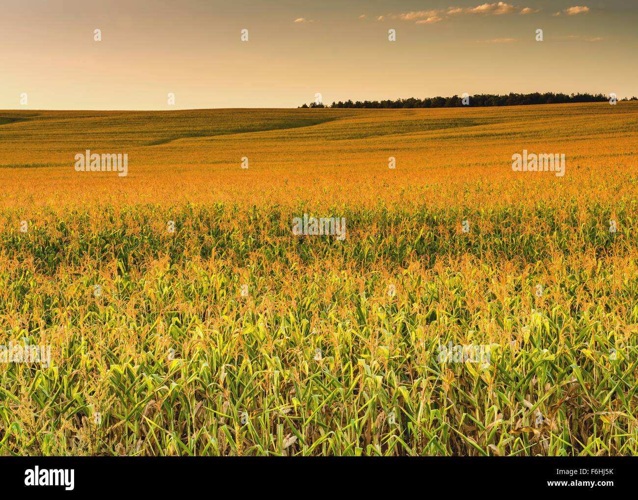 A field of corn in the sunset Stock Photo - Alamy