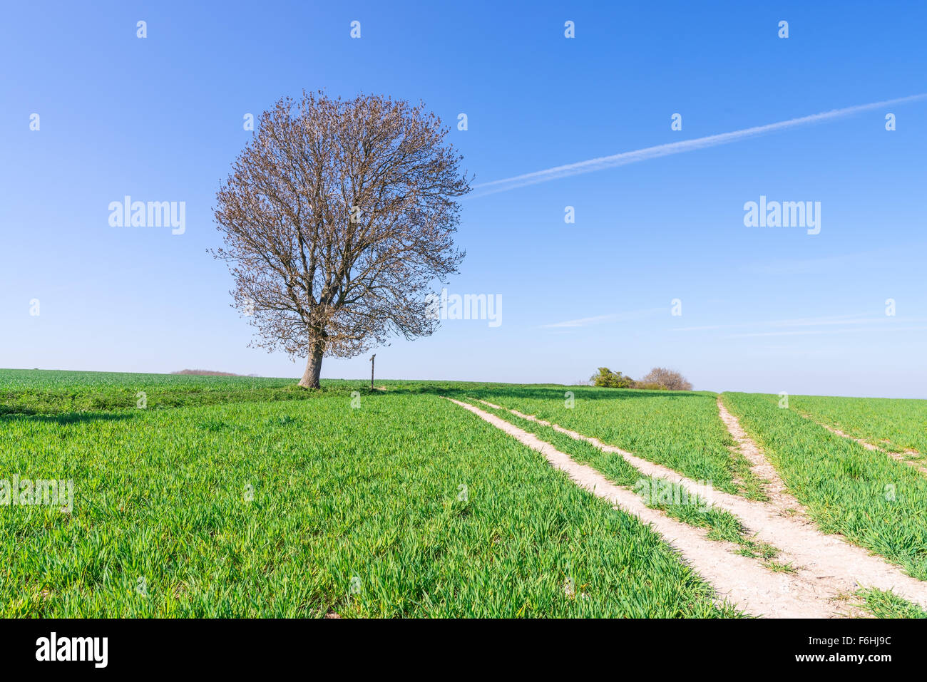 Tree and field Stock Photo - Alamy
