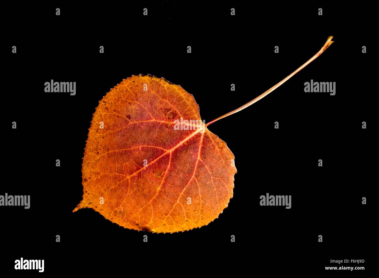 A single fallen leaf of autumn over black Stock Photo - Alamy