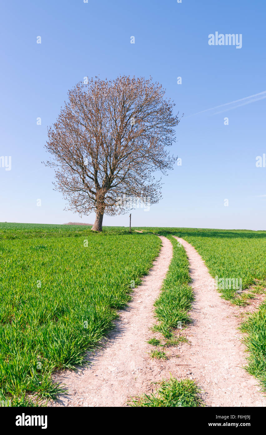 Tree and field Stock Photo - Alamy