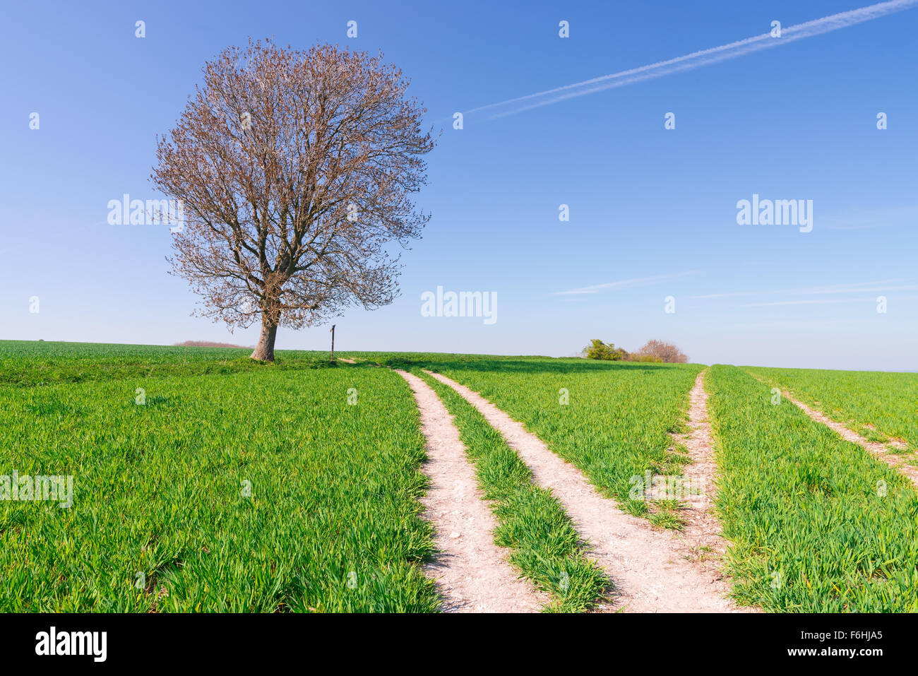 Tree and field Stock Photo - Alamy
